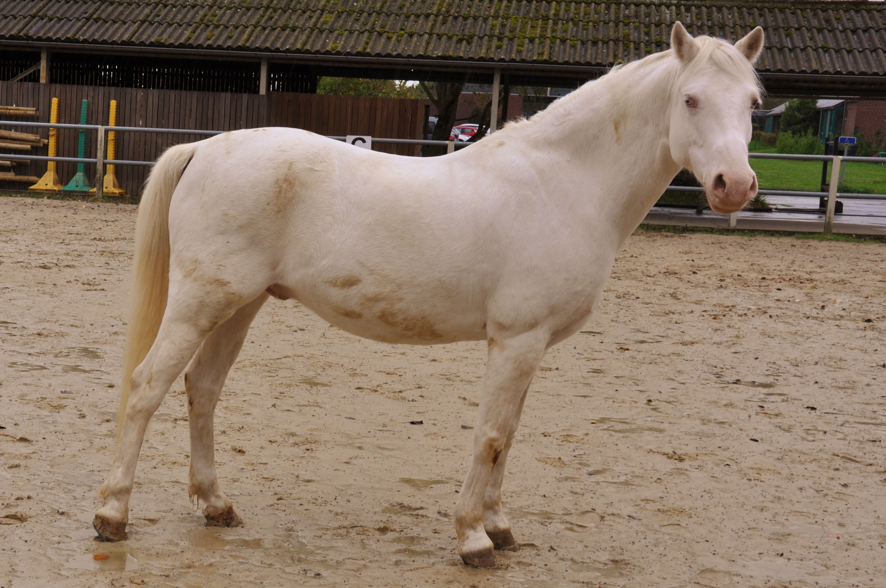 Chevaux – Hippopassion